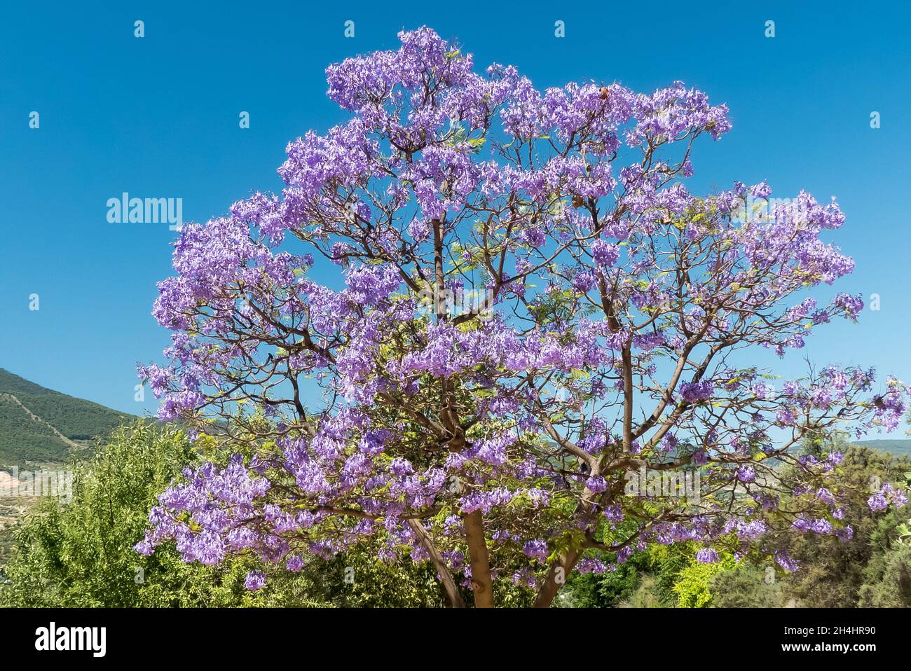 Jacaranda trees spain hi-res stock photography and images - Alamy