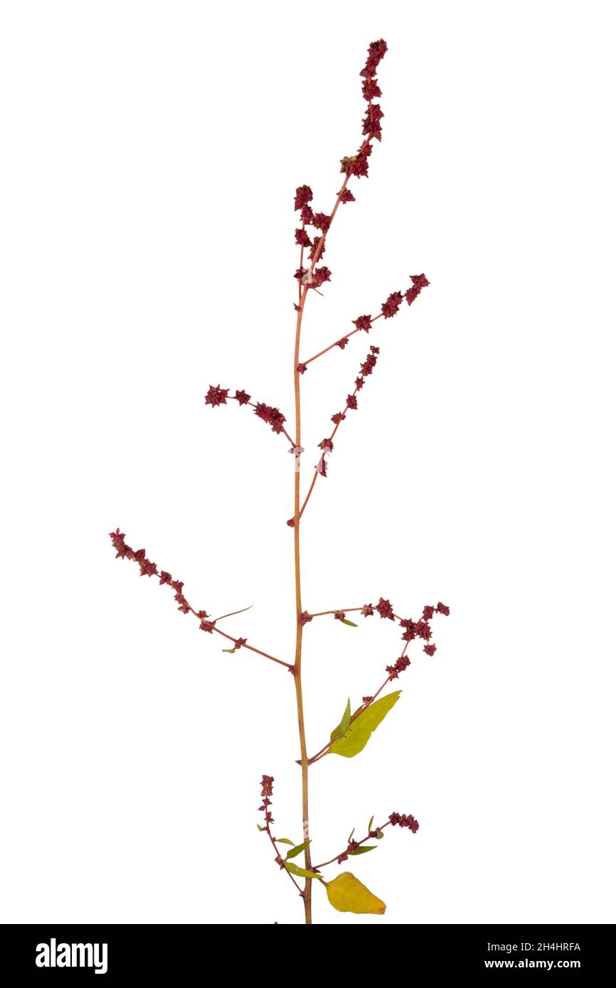 Triangle orache or saltbush thrives best in saline environments. That’s ...