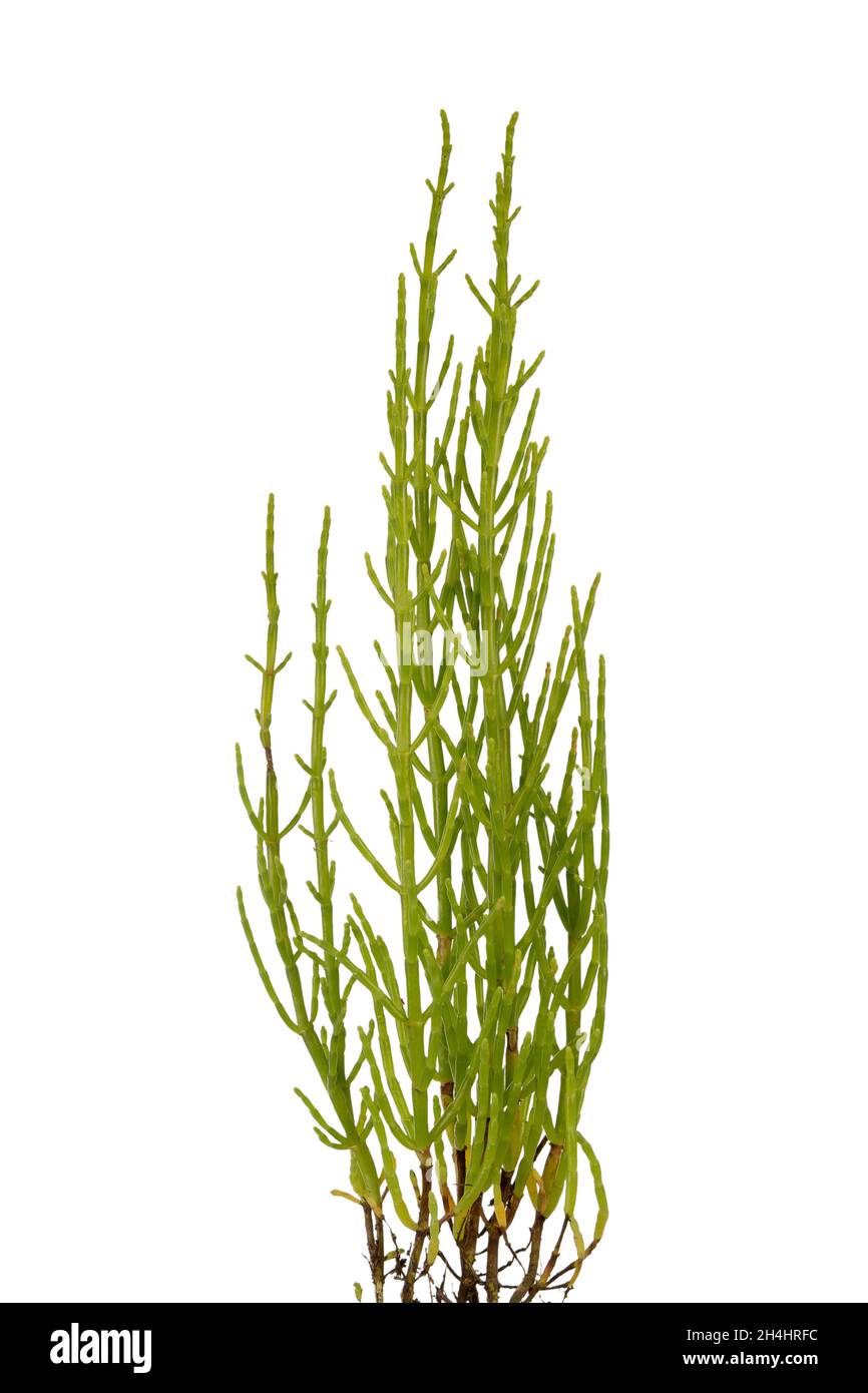 Fresh marsh samphire a coastal plant with vibrant green stalks and a ...