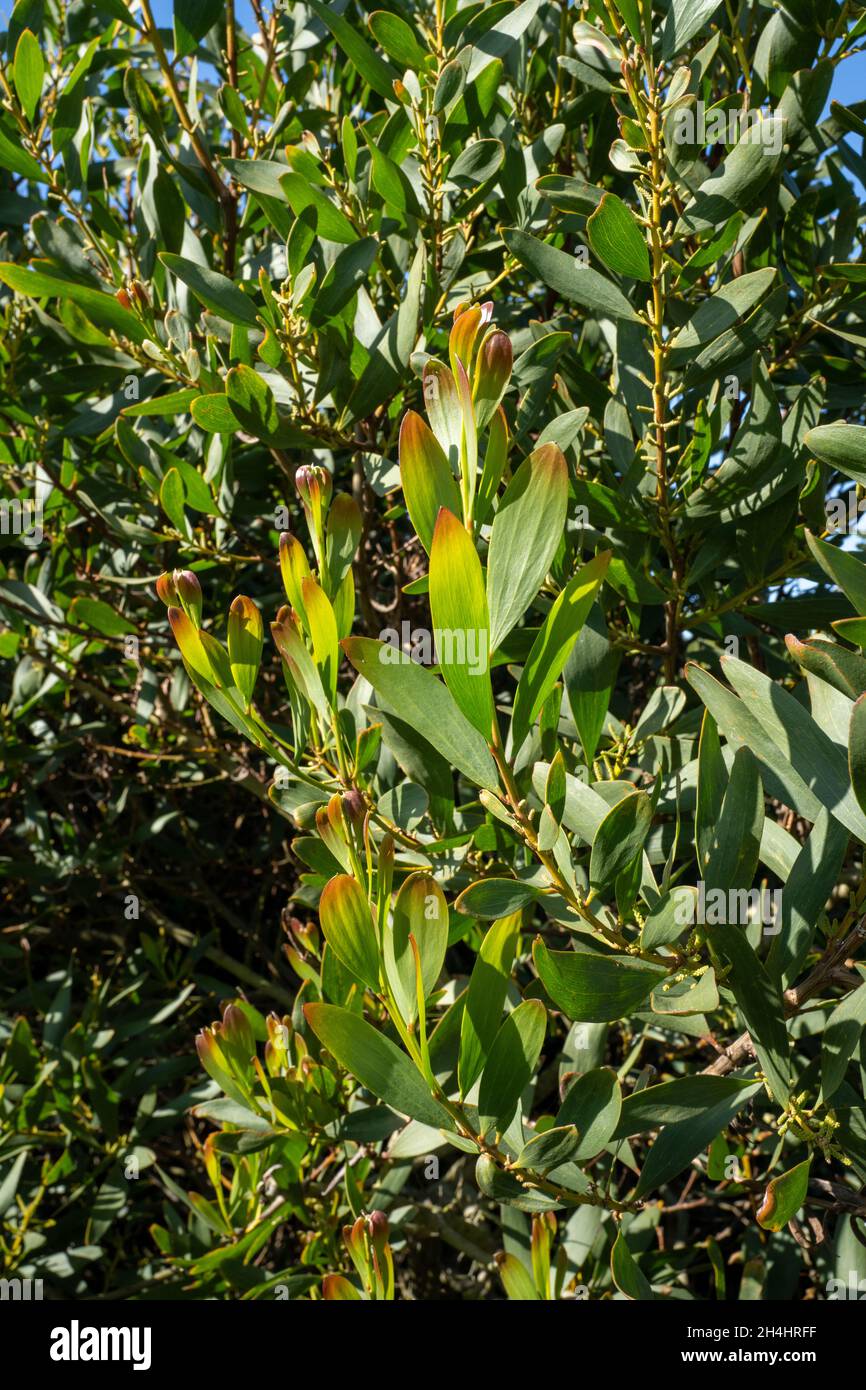 Acacia Melanoxylon or Acacia Penninervis, dark green, narrow leaves and ...
