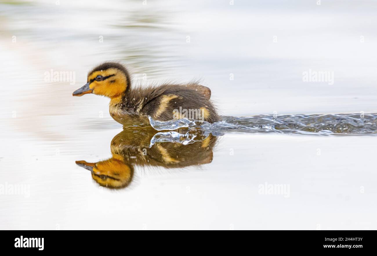 Duckling baby hi-res stock photography and images - Alamy