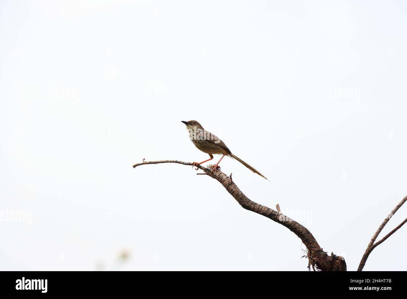 Closeup shot of a bird on a branch of a tree in Himalayas, Kashmir ...