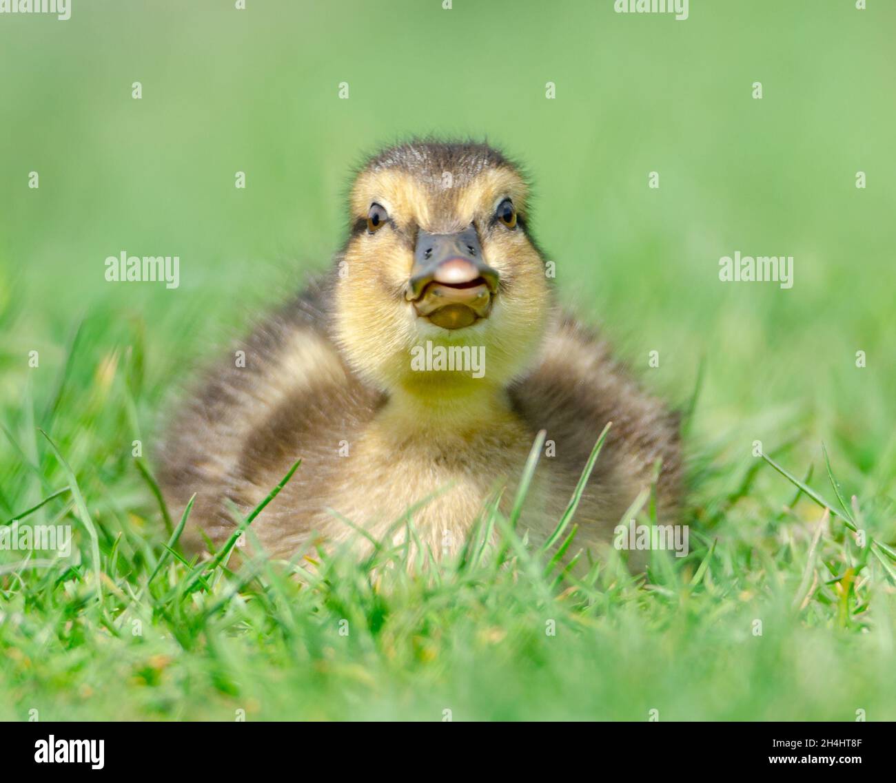 Duckling photos hi-res stock photography and images - Alamy