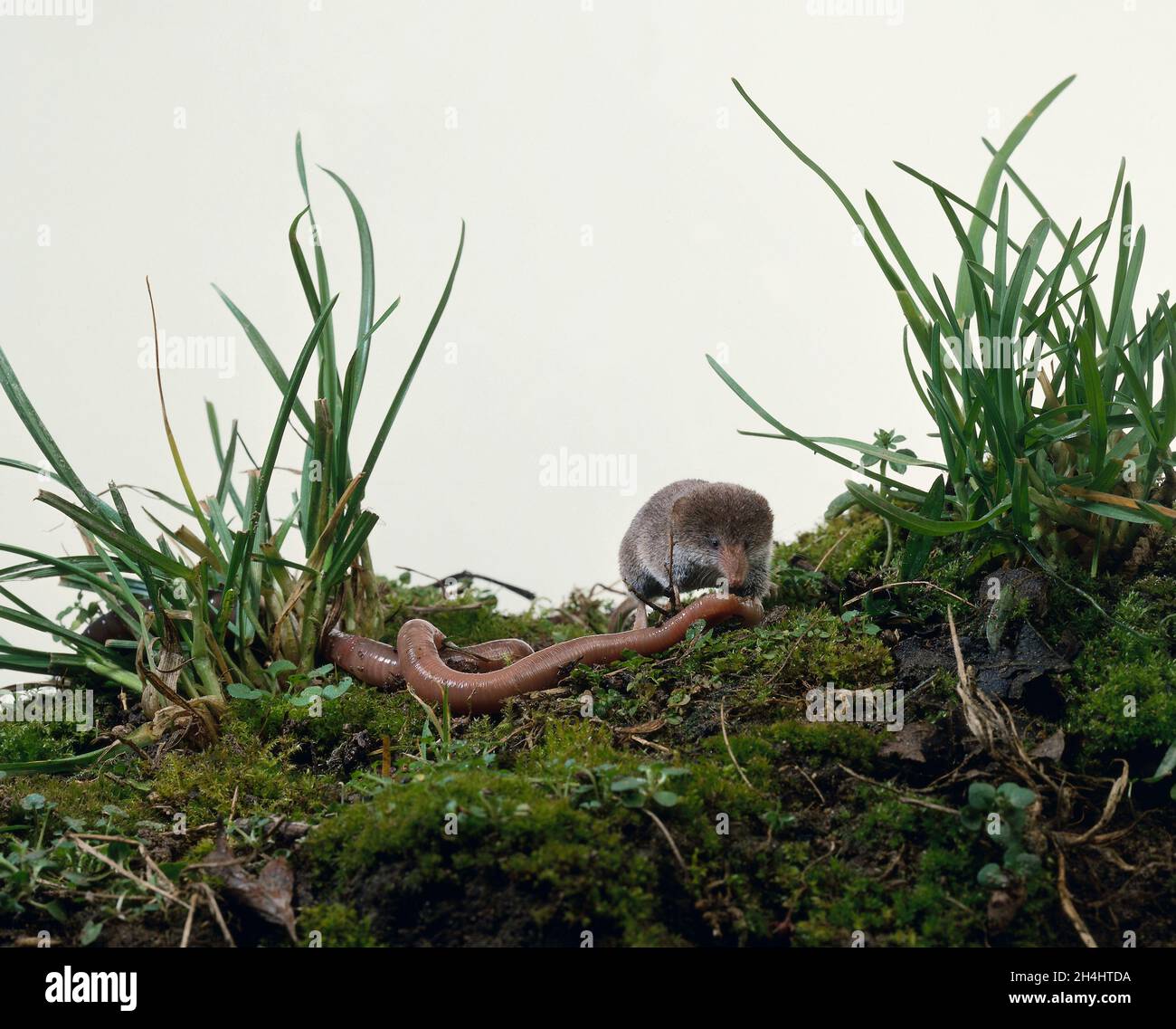 Pygmy Shrew High Resolution Stock Photography and Images - Alamy
