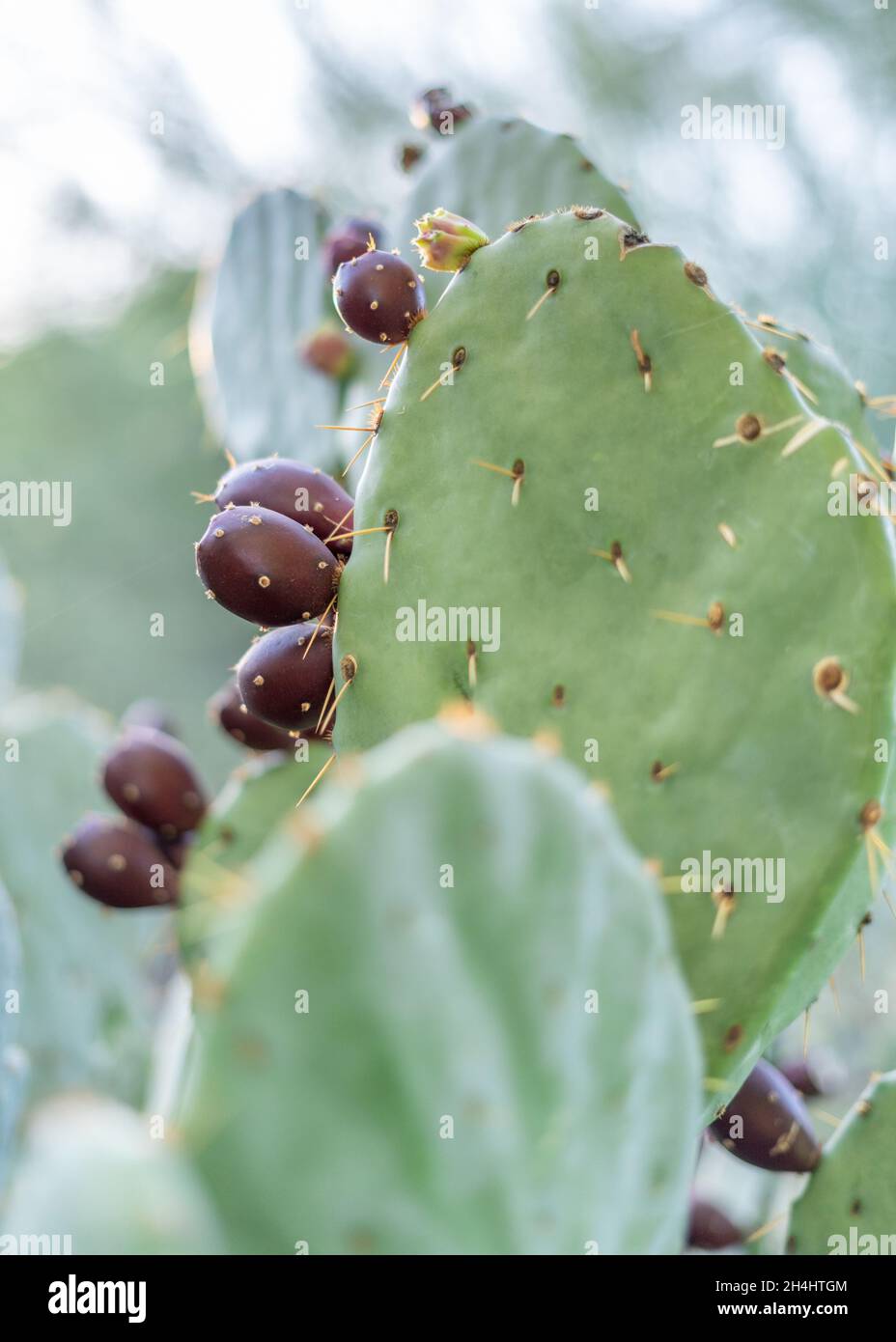 Close up of sharp cactus in Desert Botanical Garden in Phoenix, Arizona ...