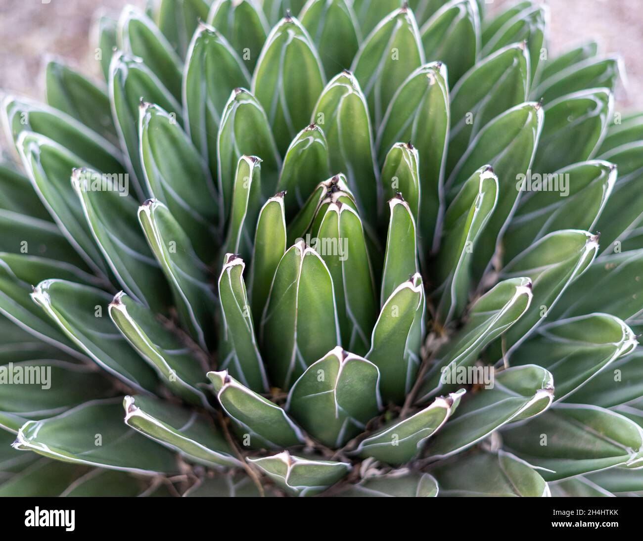 Close up of sharp cactus as a flower shape in Desert Botanical Garden ...