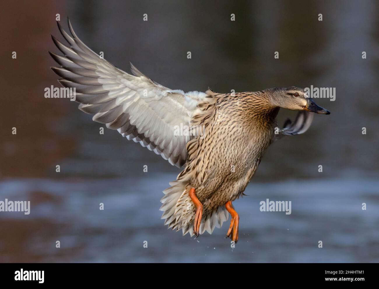 Female duck in flight hi-res stock photography and images - Alamy