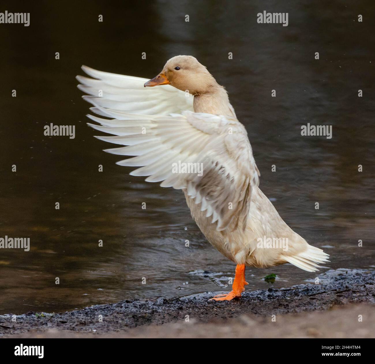 Colourful duck photos hi-res stock photography and images - Alamy