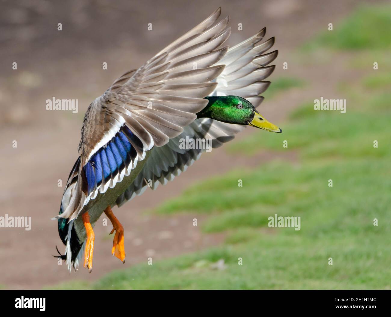 Colourful duck photos hi-res stock photography and images - Alamy