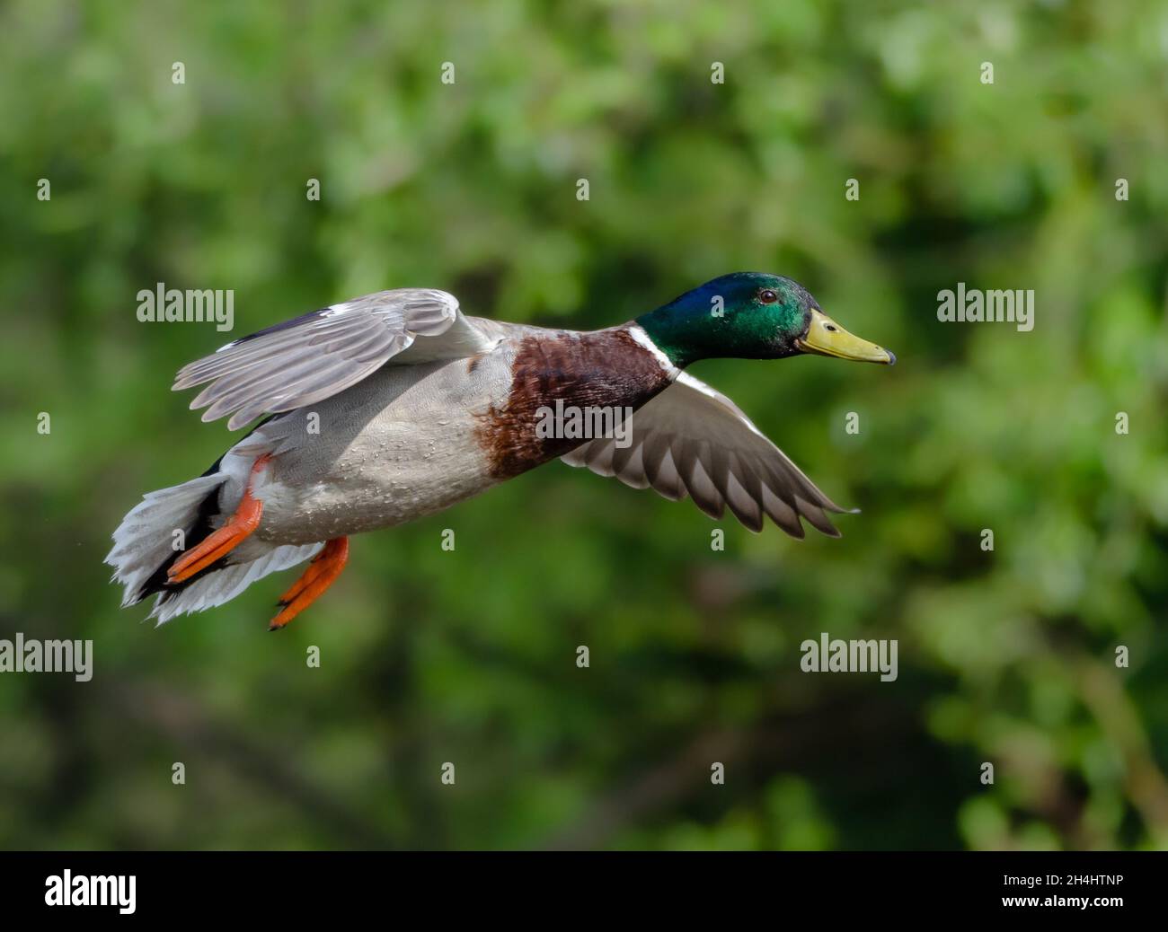 Colourful duck photos hi-res stock photography and images - Alamy