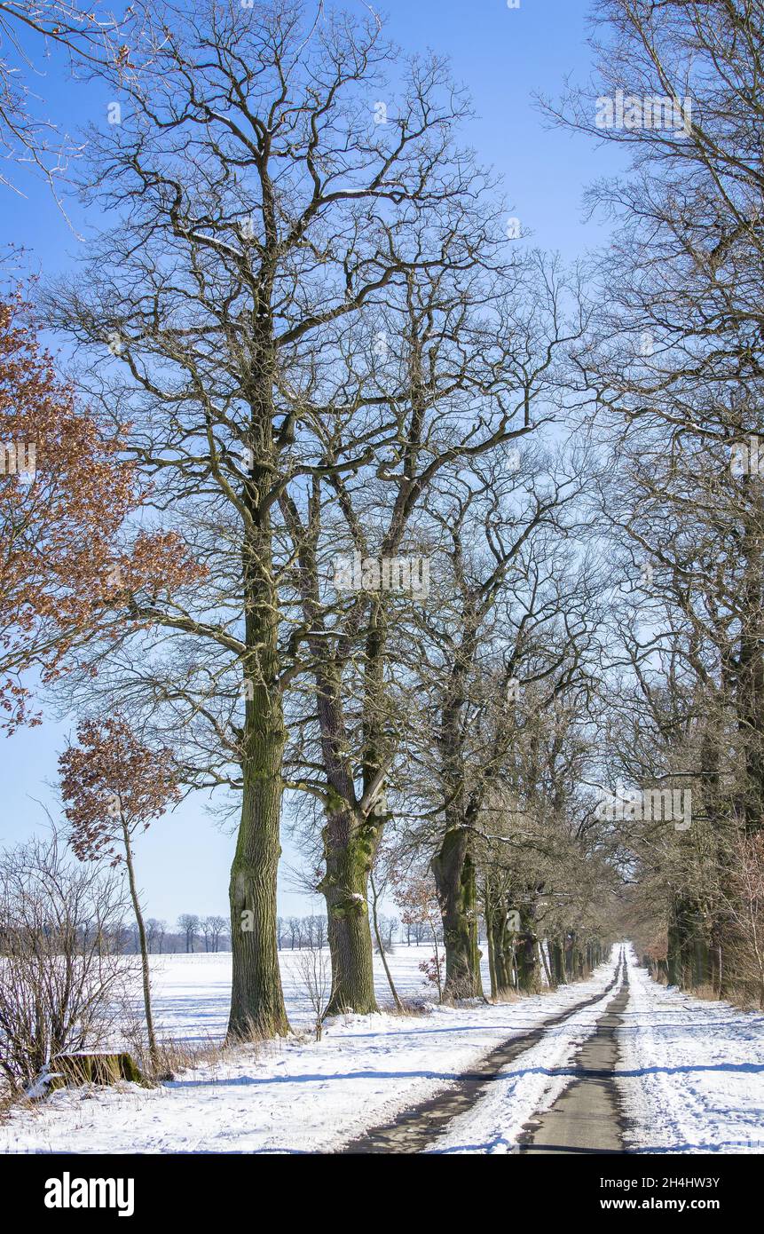 Eichen allee hi-res stock photography and images - Alamy