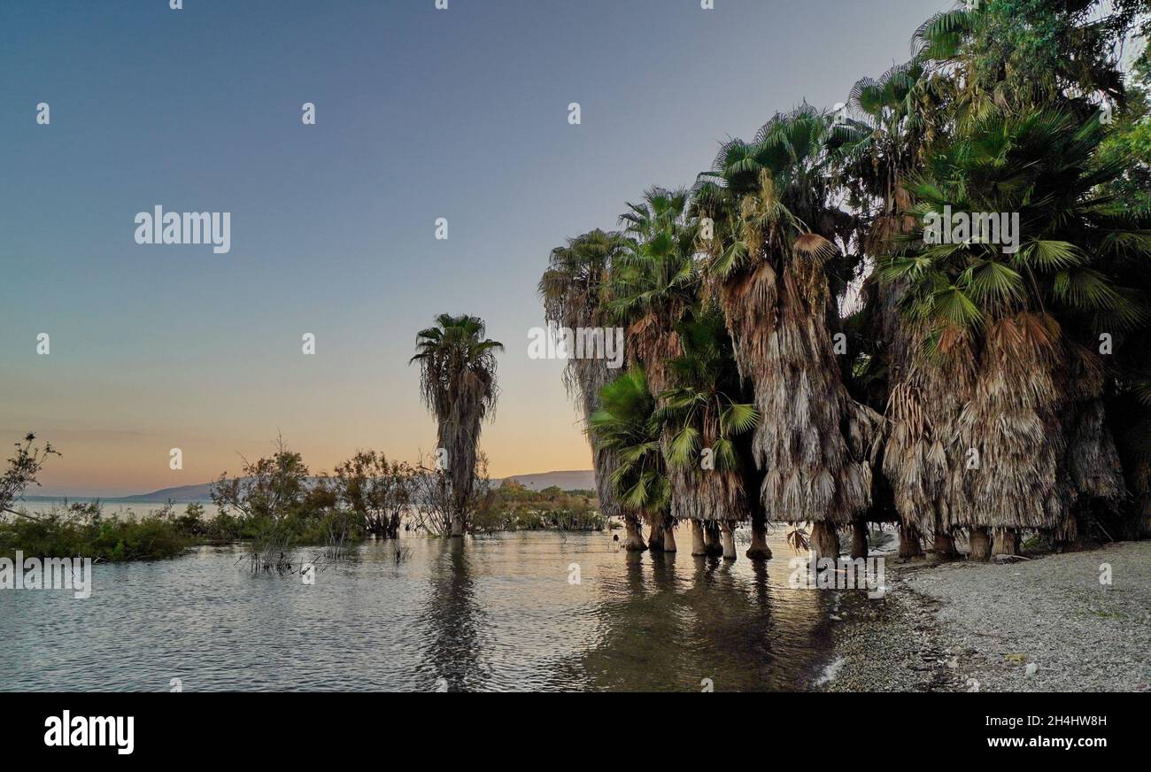 Palm trees near the scenic Sea of Galilee in Israel under the clear sky ...
