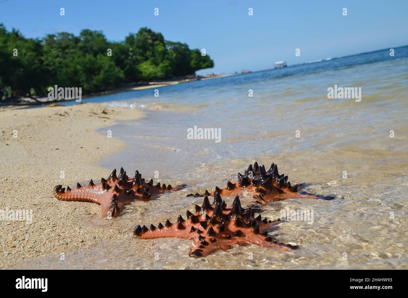 Selective focus shot of starfish on the sandy beach in Luzon ...