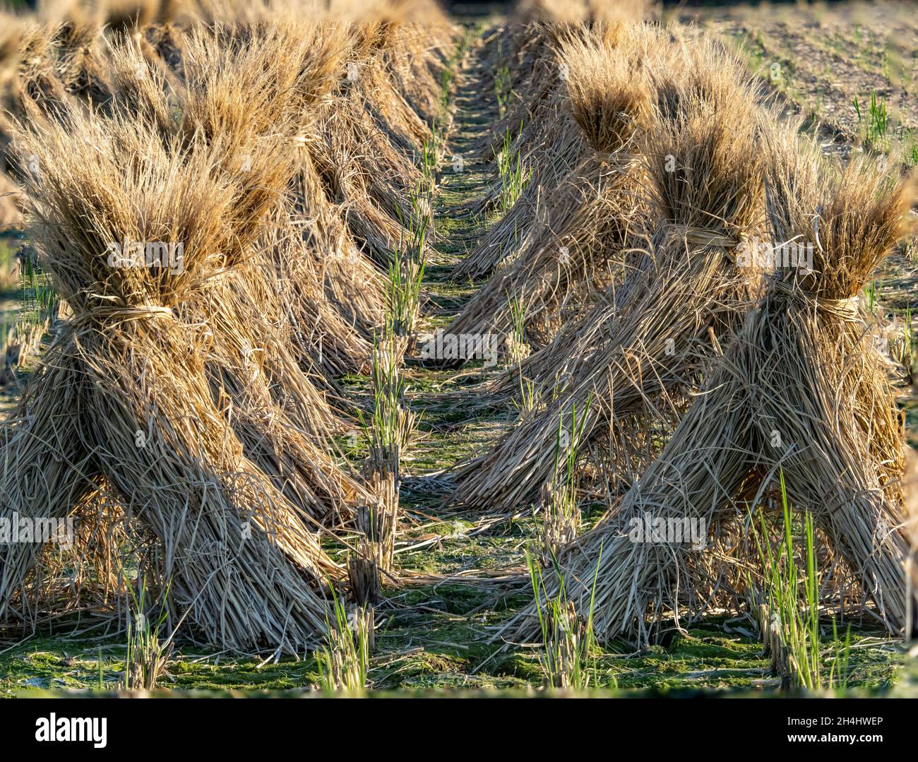 Crop bundles hi-res stock photography and images - Alamy