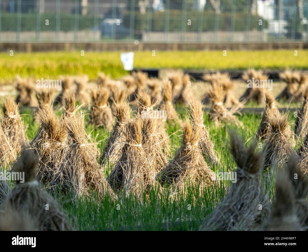 Bundles of dried rice stalk in rows after harvest in a Japanese rice ...