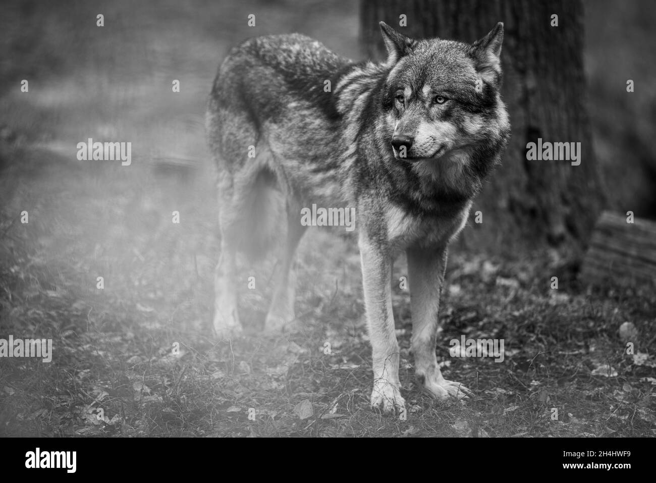 Portrait of a gray wolf Stock Photo - Alamy