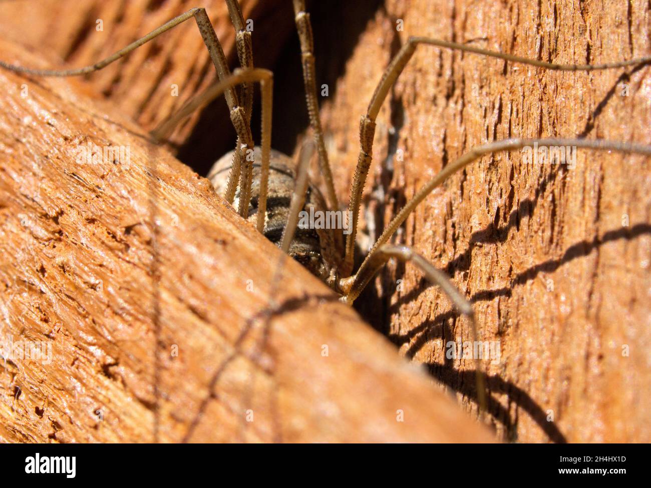 Daddy long legs spider hiding on the side of a deck, taken in Wasilla ...