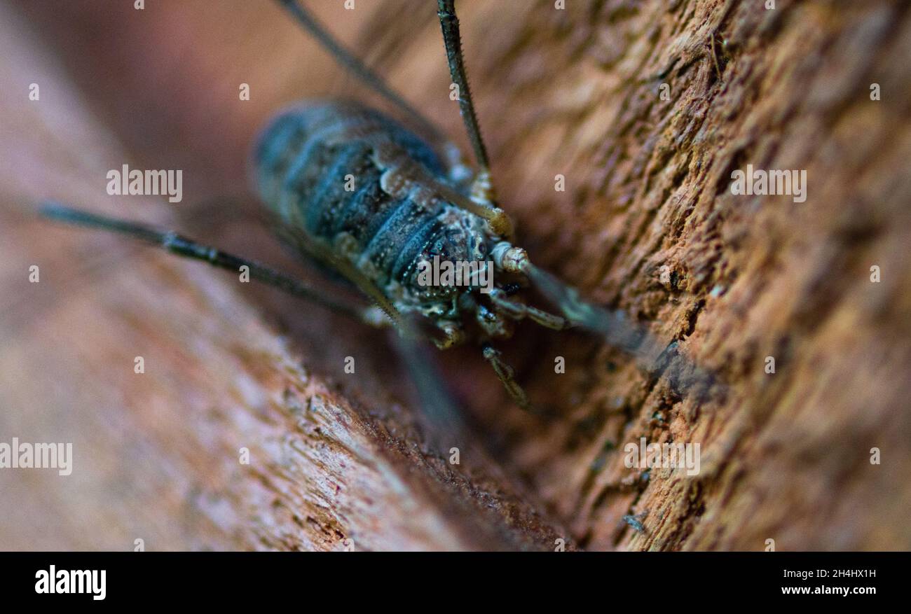 Daddy long legs spider hiding on the side of a deck, taken in Wasilla ...