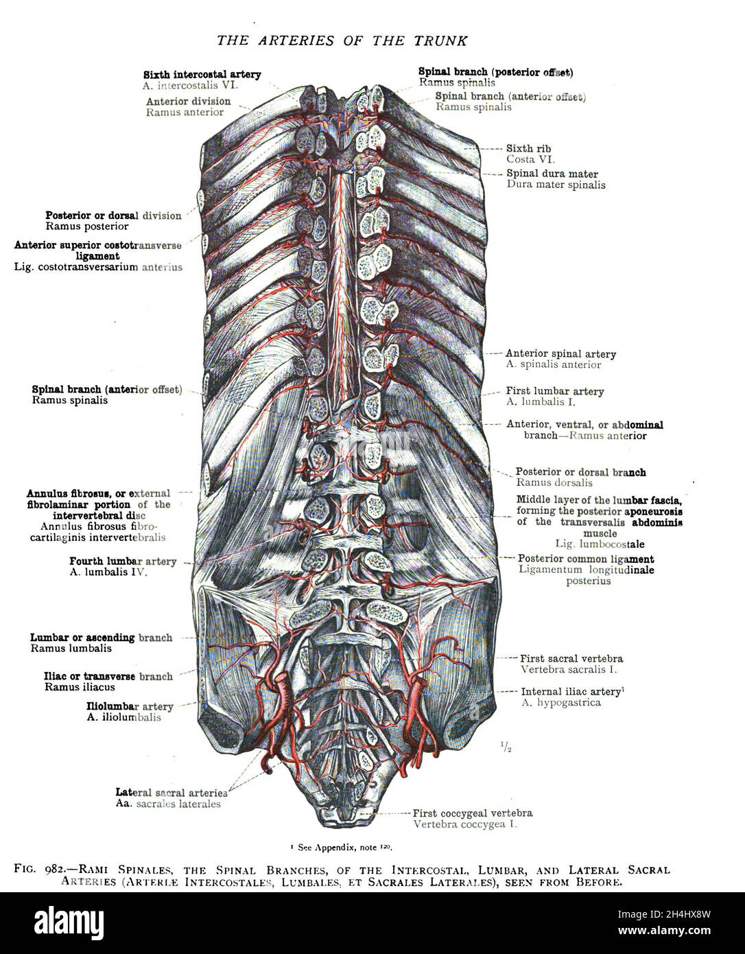 Historic illustration of spinal bones from a 19th century anatomy book ...