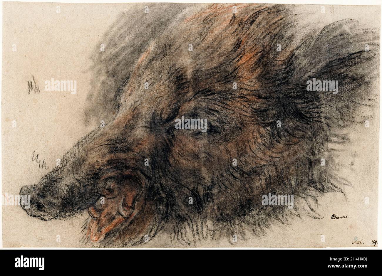 Jean Baptiste Siméon Chardin, A Boar's Head, drawing, circa 1725 Stock ...