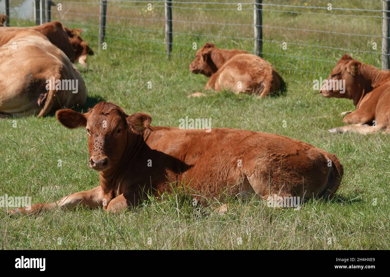 Sunny day in a farm in Essex, UK with cute cows laying on the grass ...