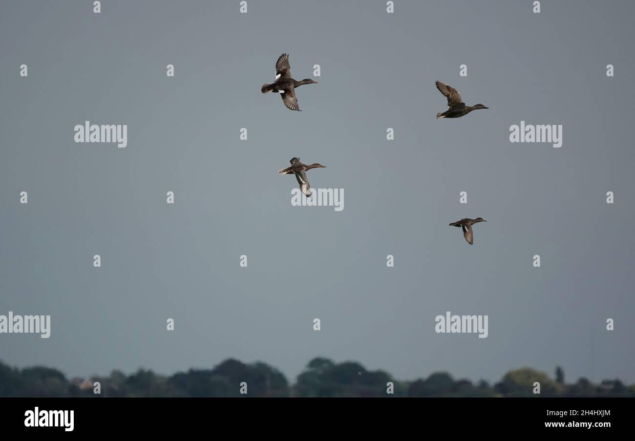 Group of four ducks flying with some distance between them in a gloomy ...