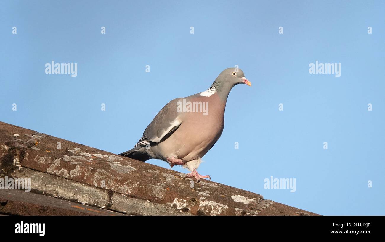Low angle shot of a cute wood pigeon peeking over a roof under a clear ...