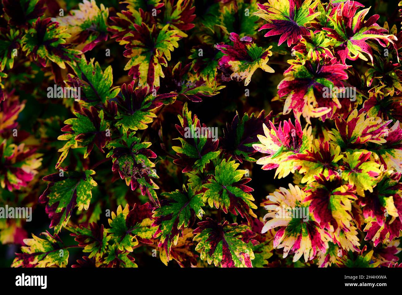 Coleus plant leaves hi-res stock photography and images - Alamy