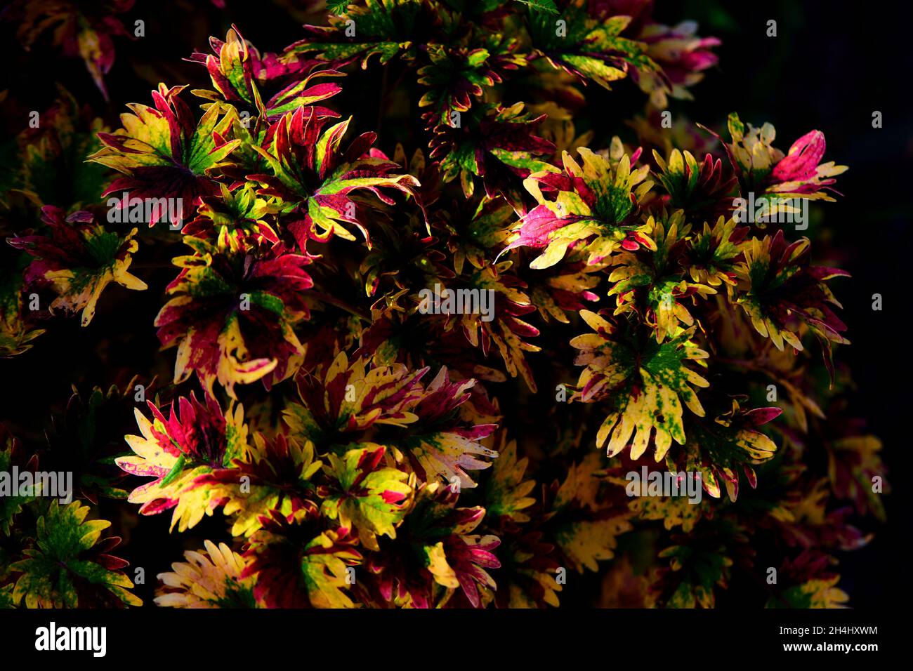 The beautiful multicolored Coleus leaves in the garden Stock Photo - Alamy