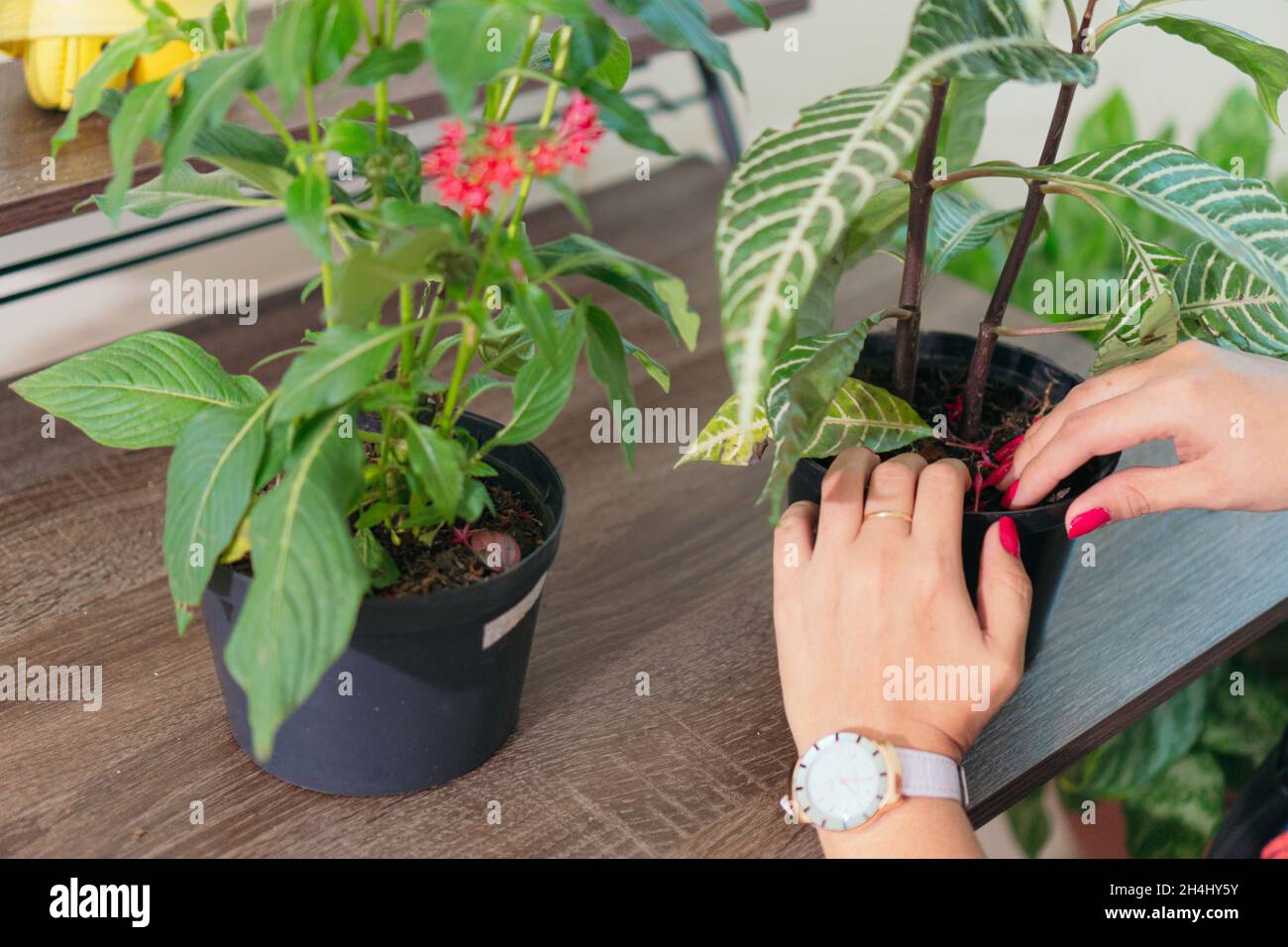 Woman's hands fixing plant inside her home Stock Photo - Alamy