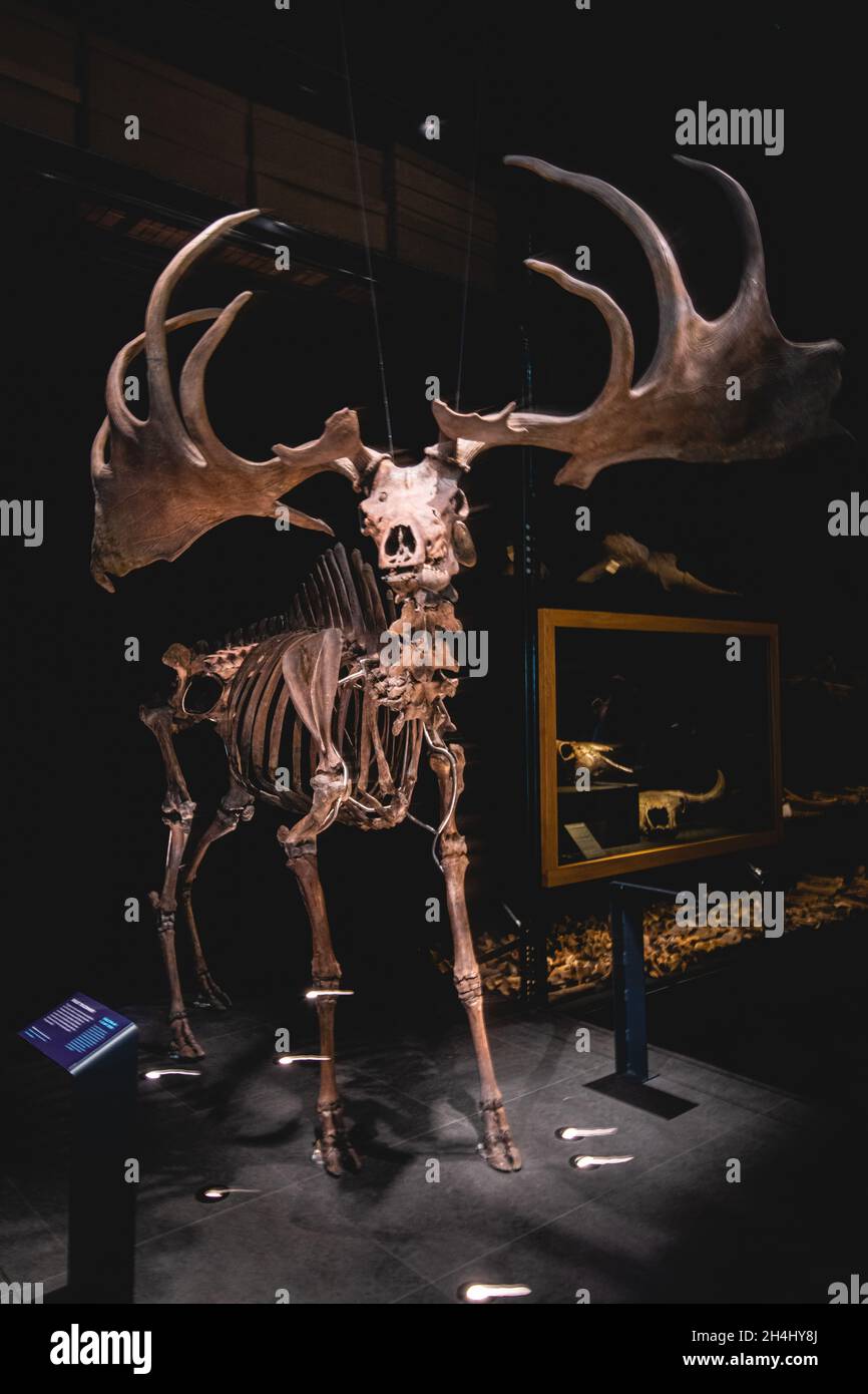 Giant irish deer skeleton hi-res stock photography and images - Alamy