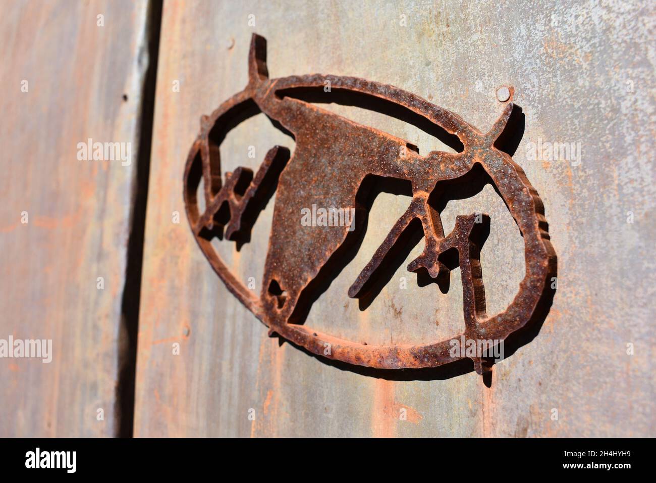 BISBEE, UNITED STATES - Sep 09, 2019: A closeup shot of a cow skull ...