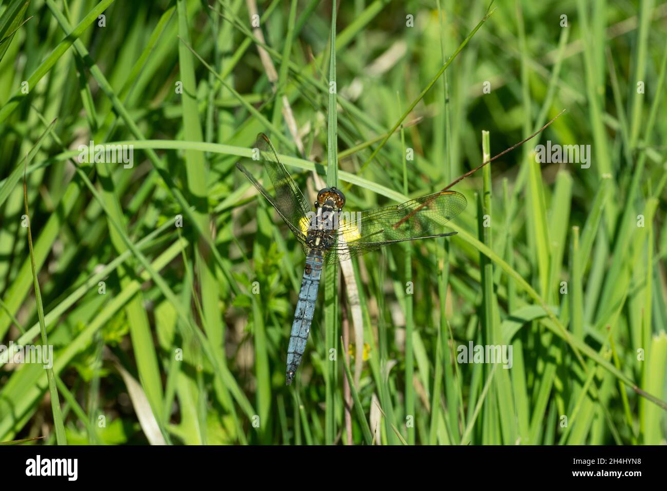 Male great blue skimmer hi-res stock photography and images - Alamy