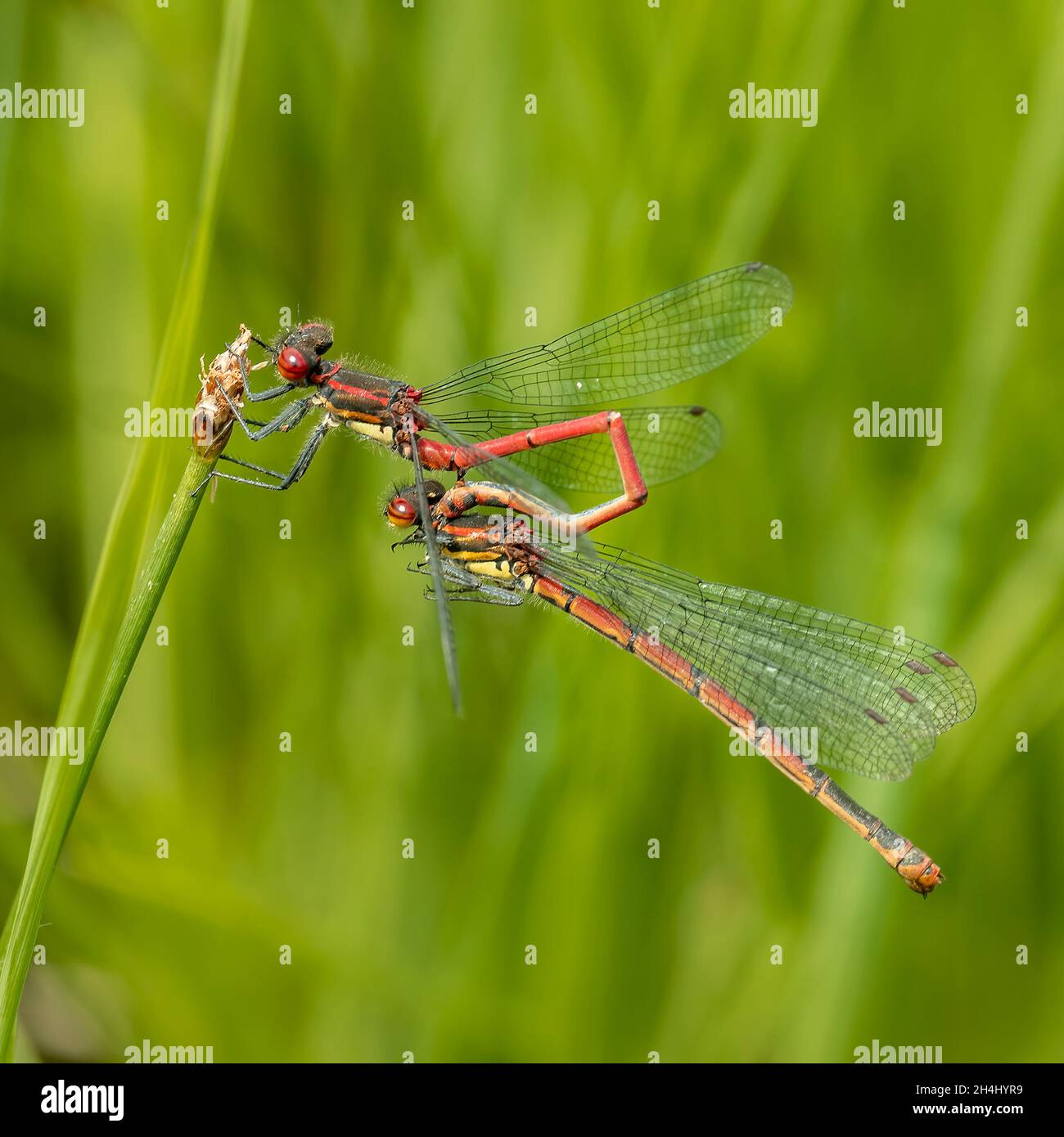 Large Red Damselfly (Pyrrhosoma nymphula), mating pair, rahoy Hills ...