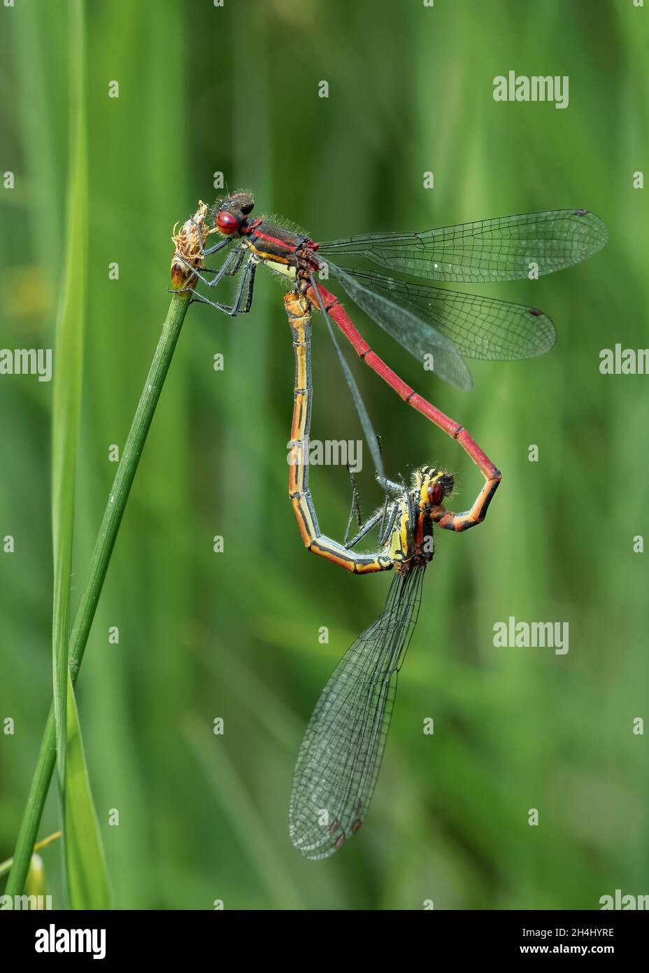 Large Red Damselfly (Pyrrhosoma nymphula), mating pair, rahoy Hills ...
