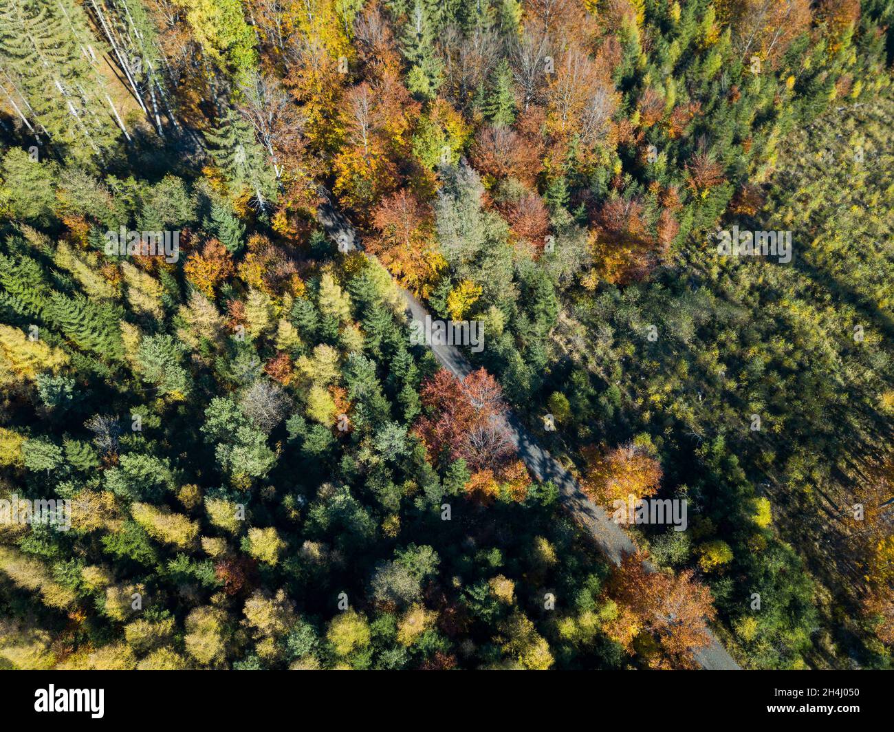 Country road in the forest. Aerial view of evergreen trees. Texture of ...