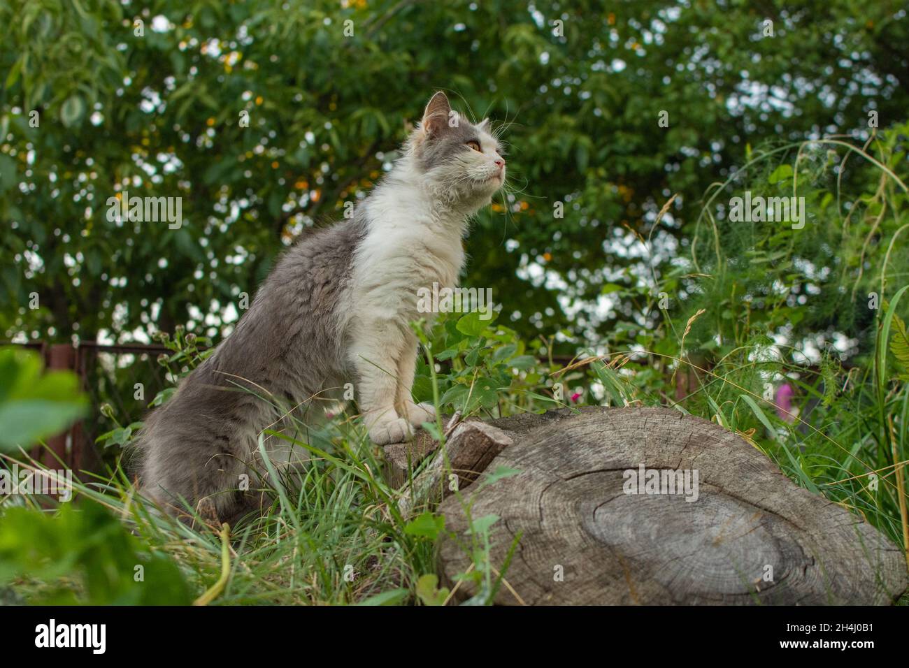 Emotional pet having fun outdoor. Pet happiness concept. Crop of trendy ...
