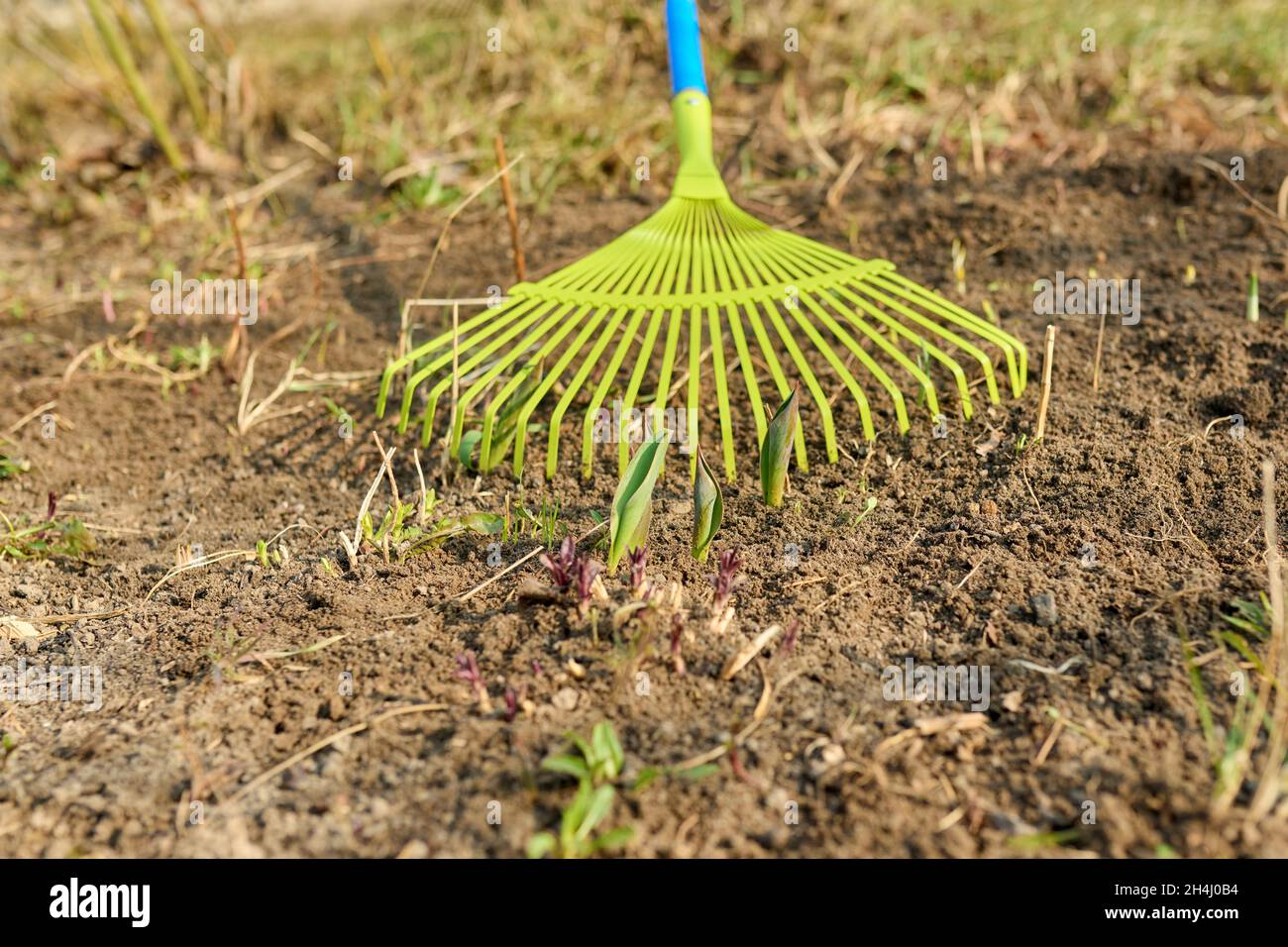 Spring cleaning of the garden with a rake from fallen leaves, dry grass ...