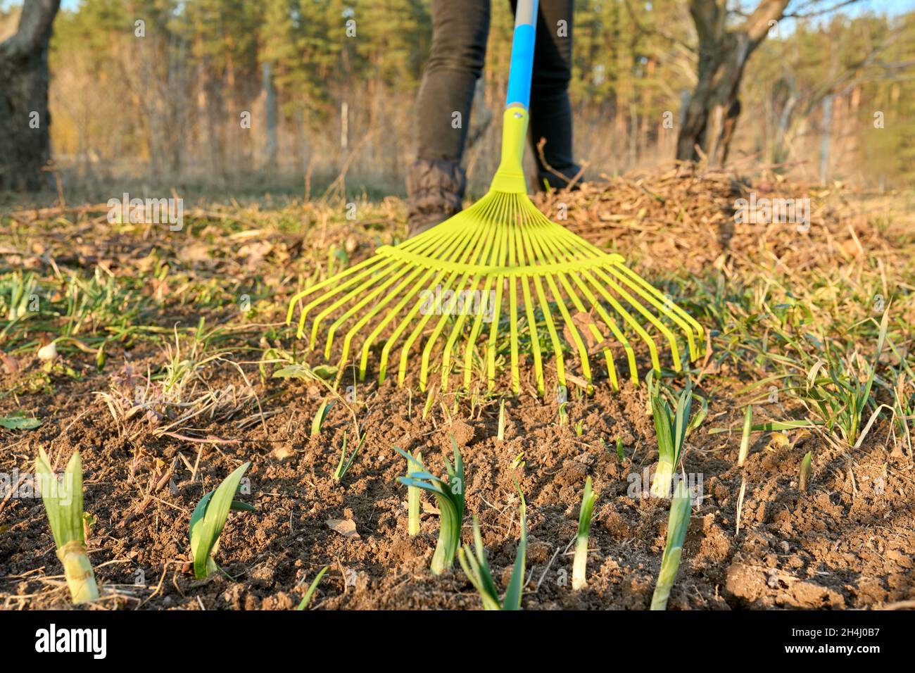 Spring bed rake, seasonal backyard garden cleaning Stock Photo - Alamy