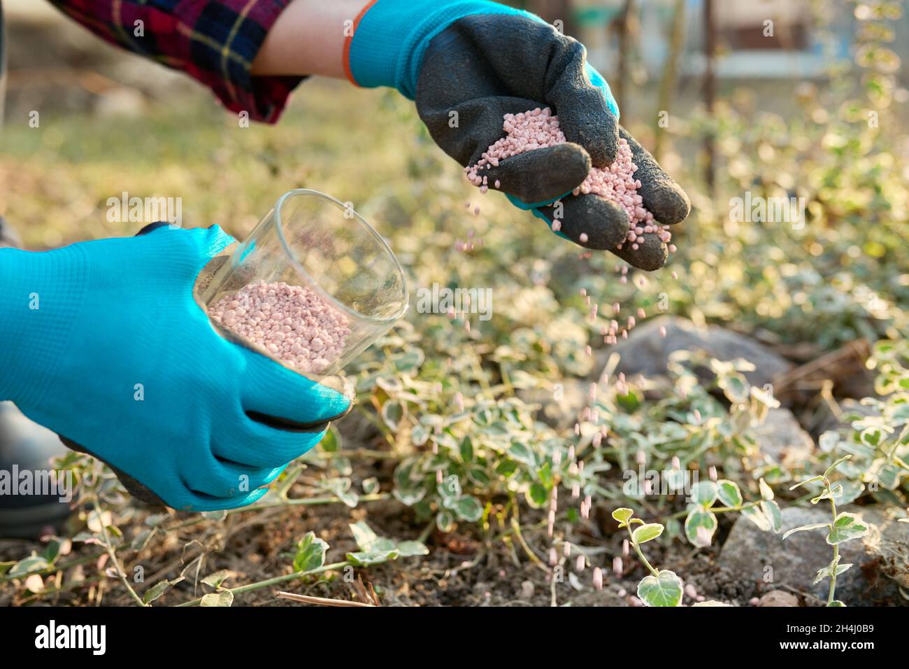 Fertilizing plants in a spring garden with chemical mineral graduated ...