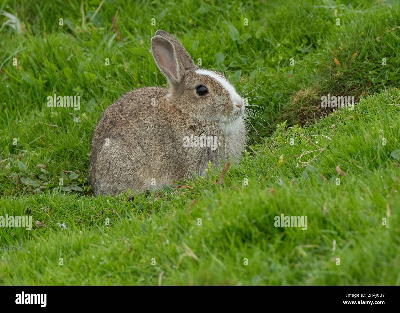 Rabbit (Oryctolagus cuniculus), with unusual white stripe, Noss NNR ...