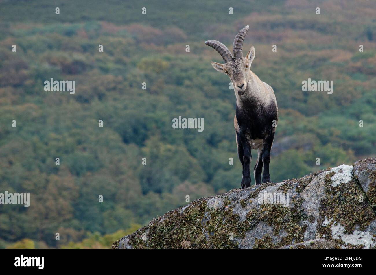 Capra pyrenaica lusitana hi-res stock photography and images - Alamy