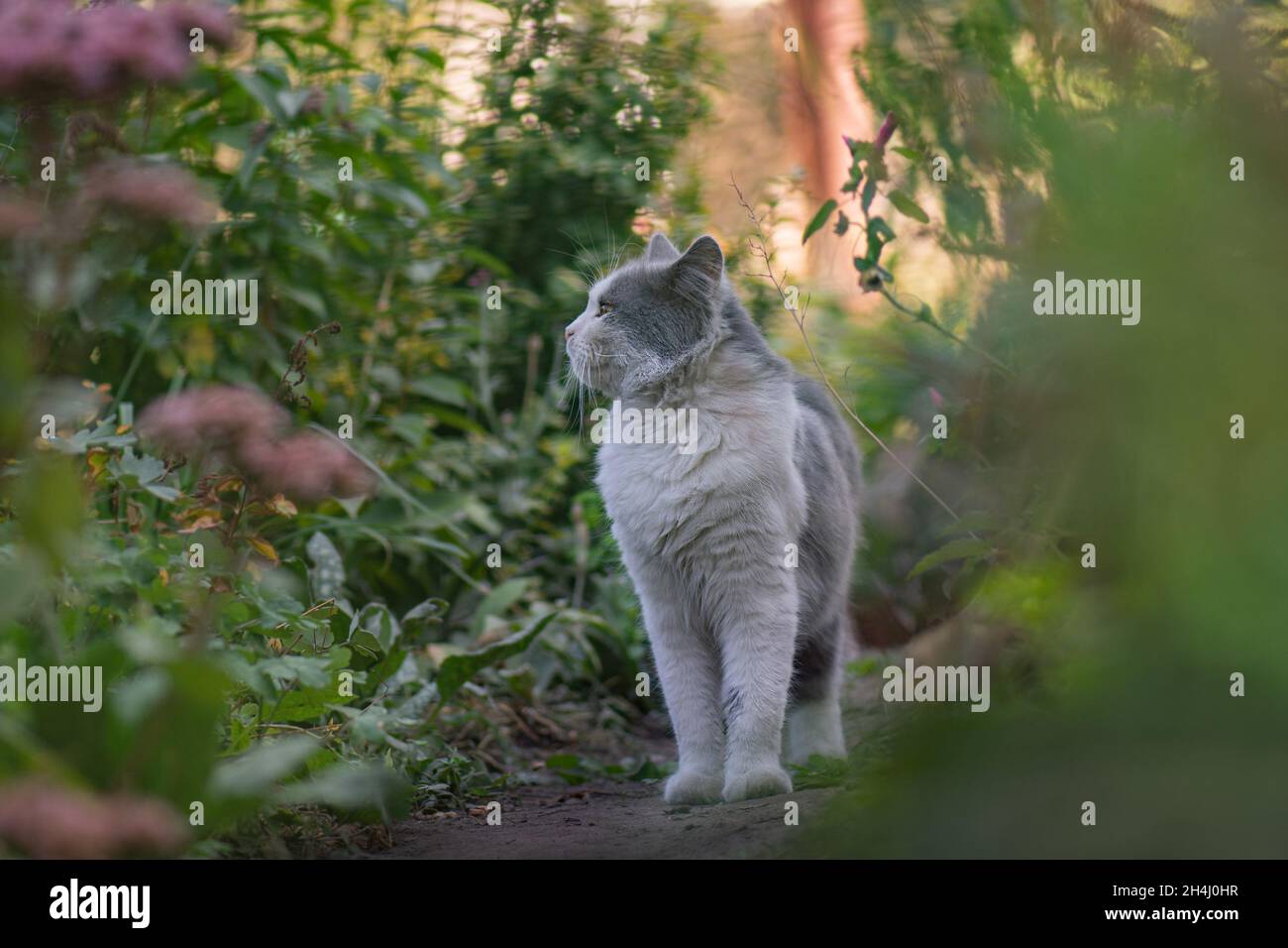Portrait of a cute kitten in profile. Beautiful cat portrait in nature ...
