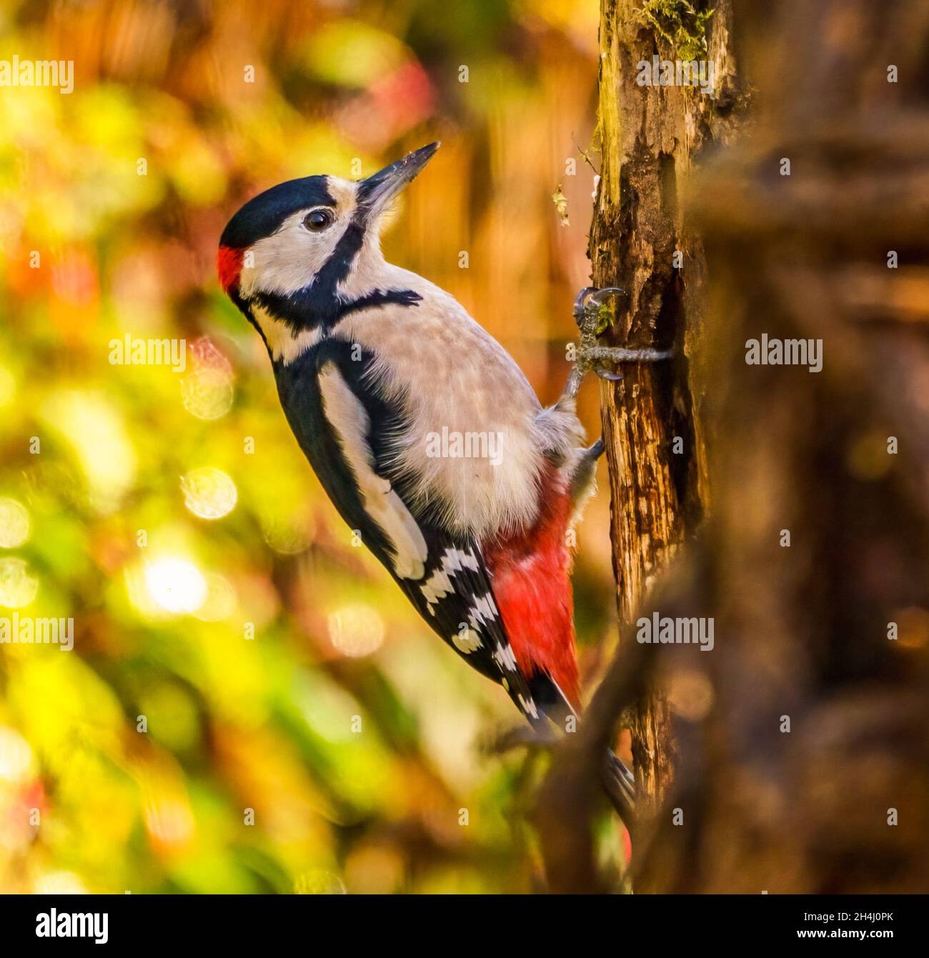Big spotted woodpeckers hi-res stock photography and images - Alamy