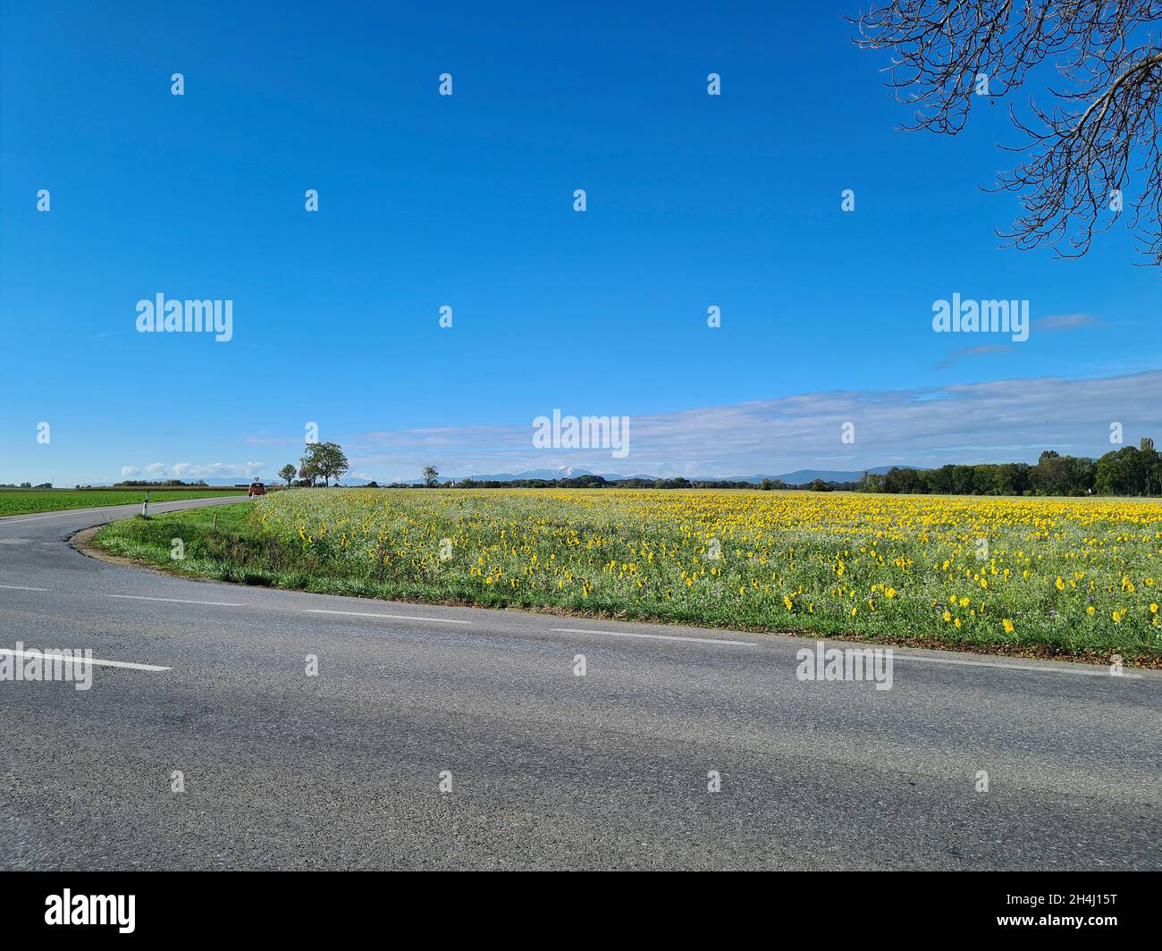 Austria, field with sunflowers and mountain covered with first snow ...