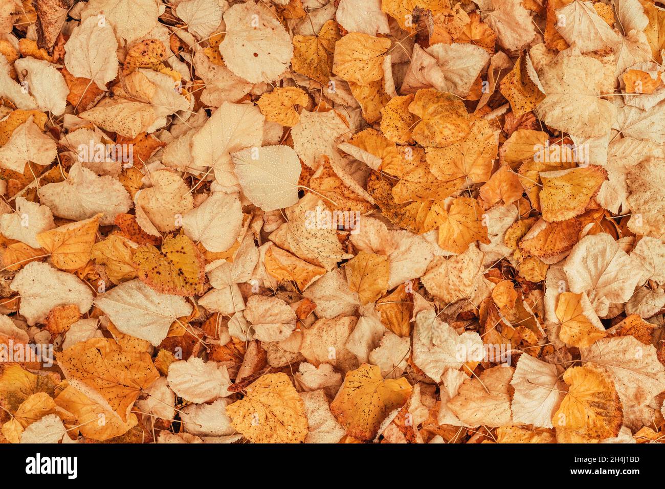 Foliage texture hi-res stock photography and images - Alamy