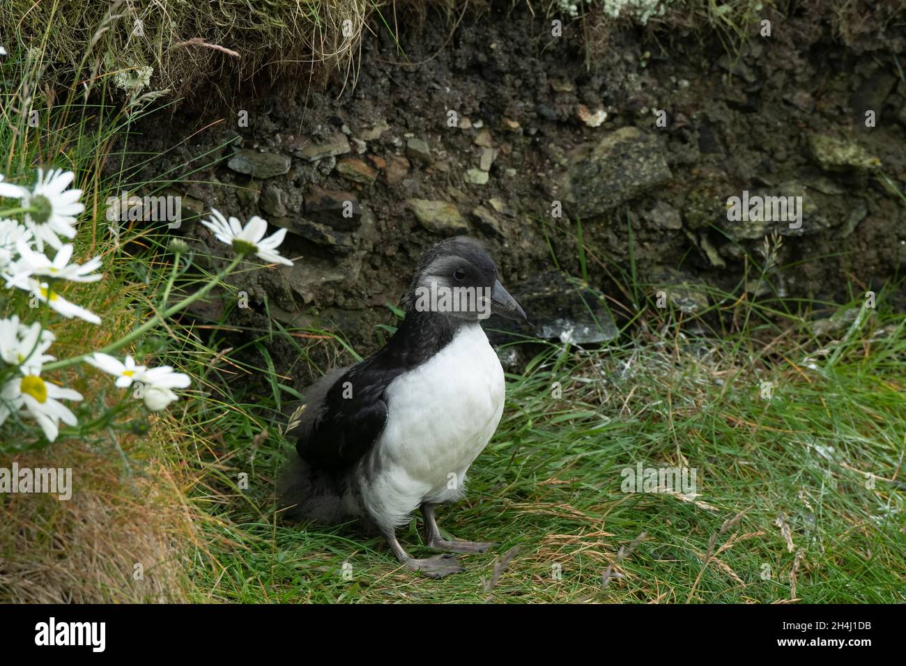 Puffin (Fratercula arctica), young puffling outside maternity burrow ...