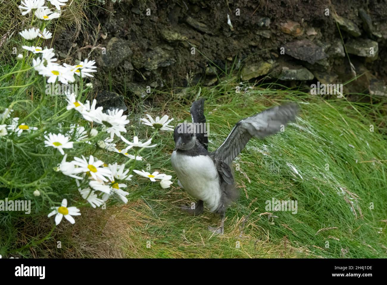 Puffin (Fratercula arctica), young puffling outside maternity burrow ...