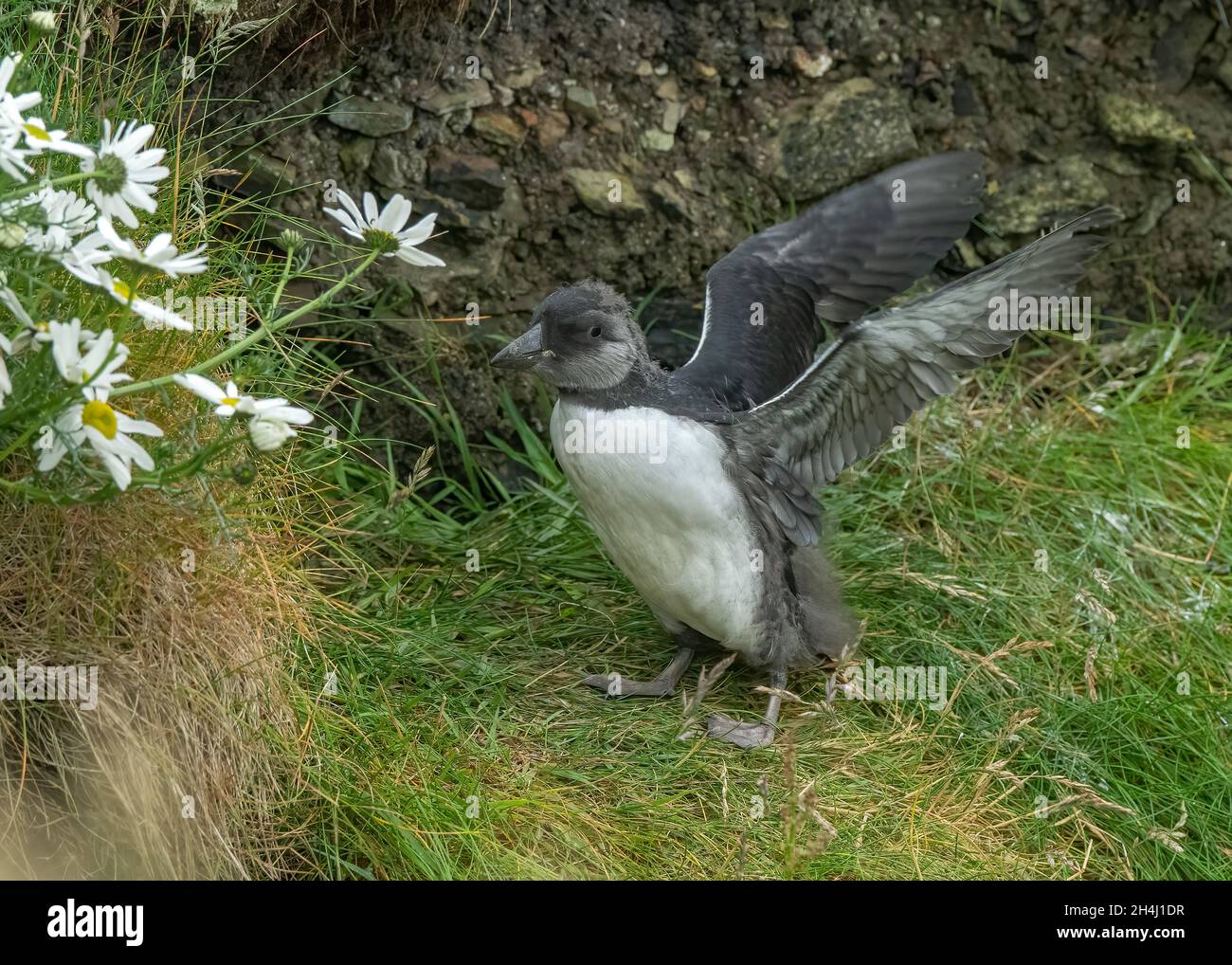 Puffin (Fratercula arctica), young puffling outside maternity burrow ...