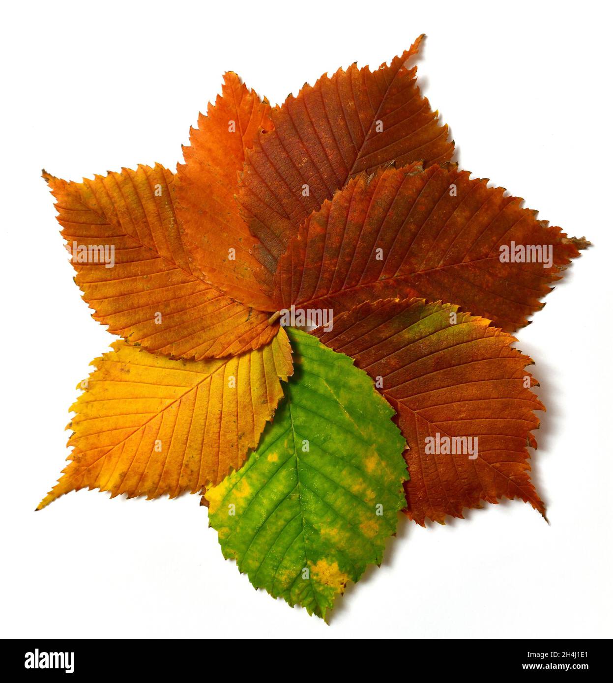 Yellow leaves on elm Cut Out Stock Images & Pictures - Alamy